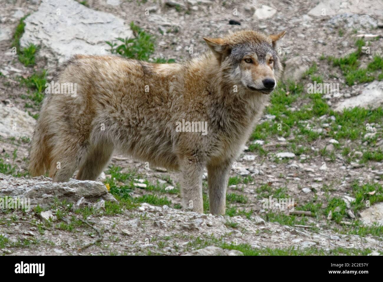 Timberwolf timber wolf hi-res stock photography and images - Alamy