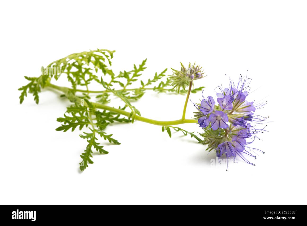 Blue tansy phacelia tanacetifolia hi-res stock photography and images ...
