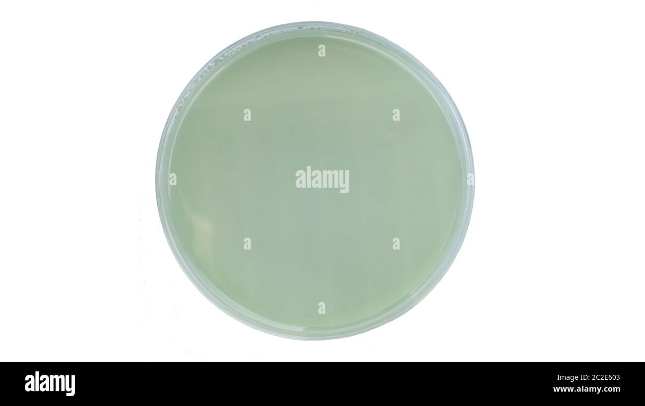 Cled agar petri dish isolated on white background, cysteine lactose ...