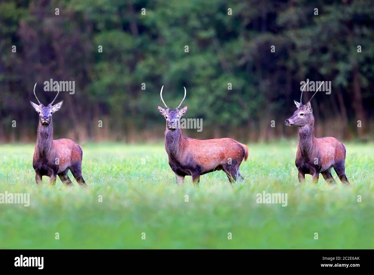 Clearing in hi-res stock photography and images - Alamy