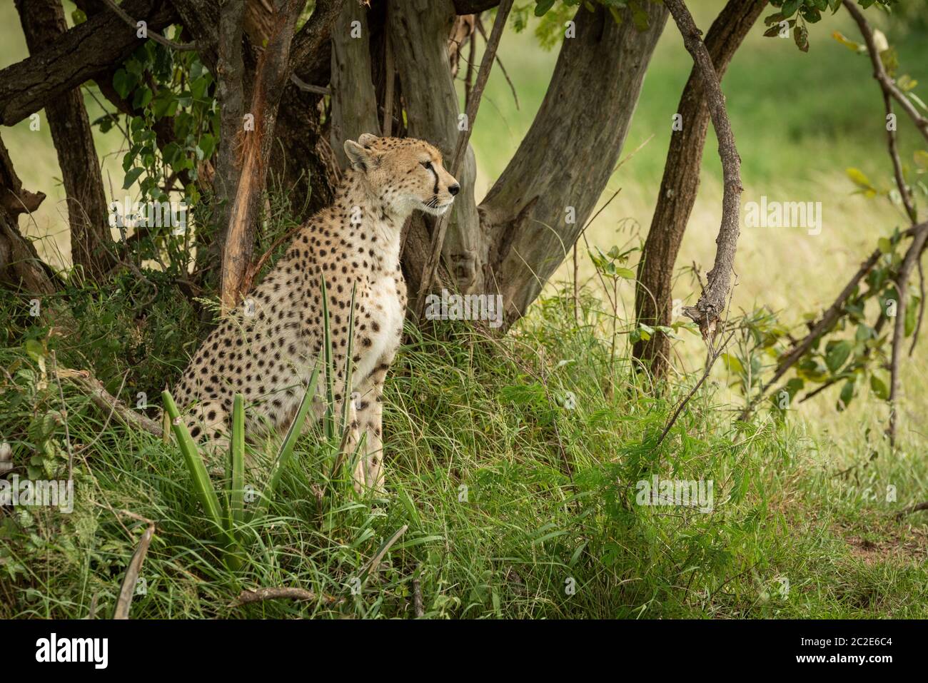 Cheetah sits under shady tree facing right Stock Photo - Alamy