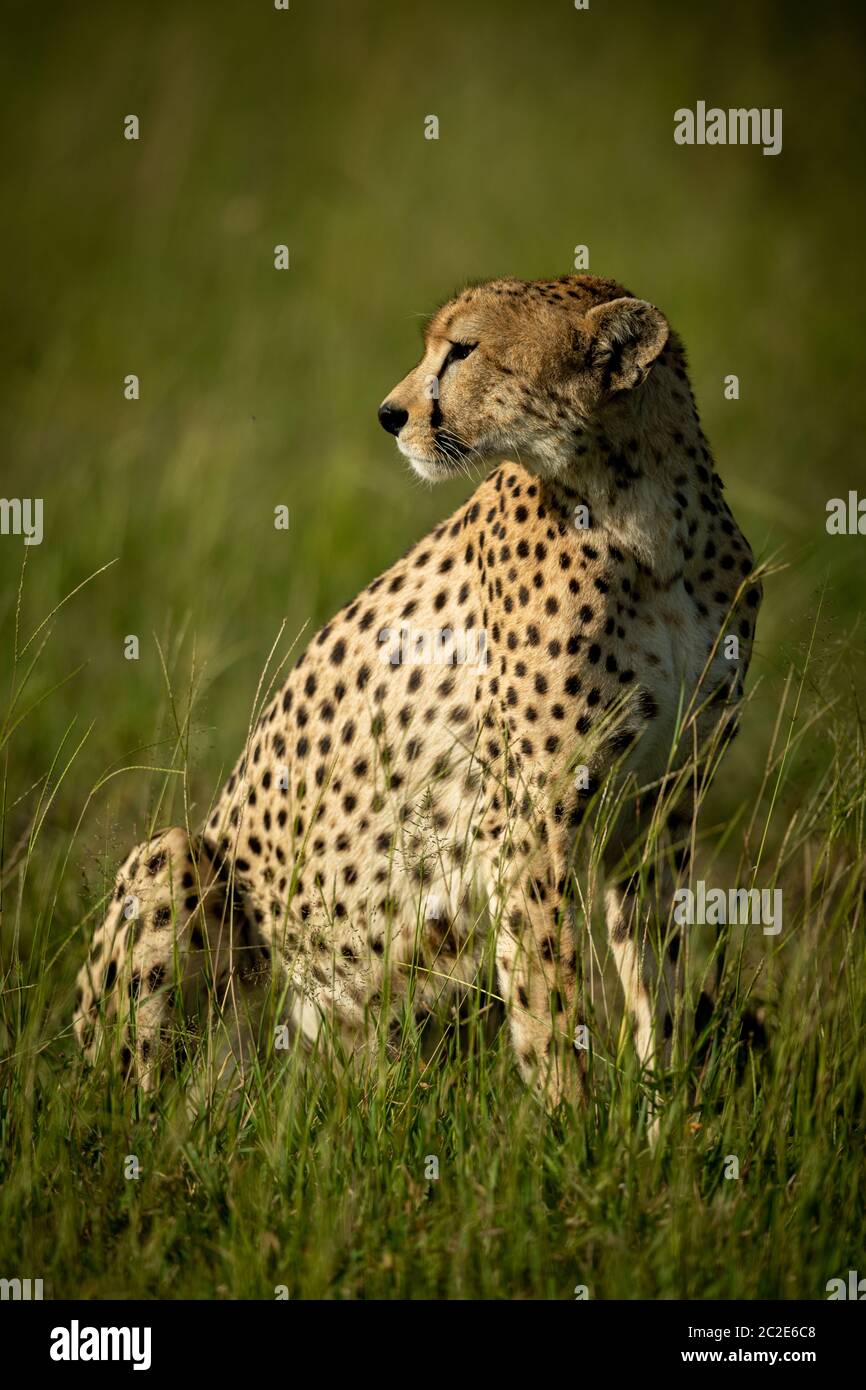 Cheetah sits turning head in tall grass Stock Photo - Alamy