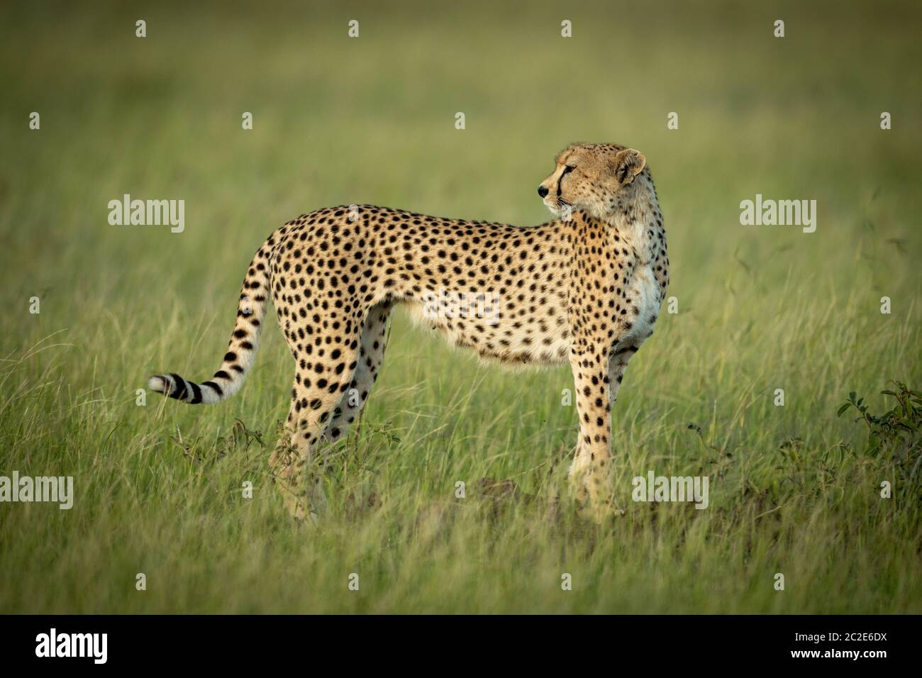 Cheetah looking back in hi-res stock photography and images - Alamy