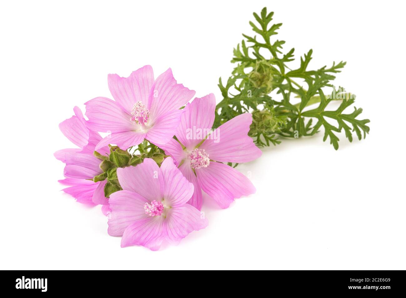 greater musk mallow flowers isolated on white background Stock Photo ...