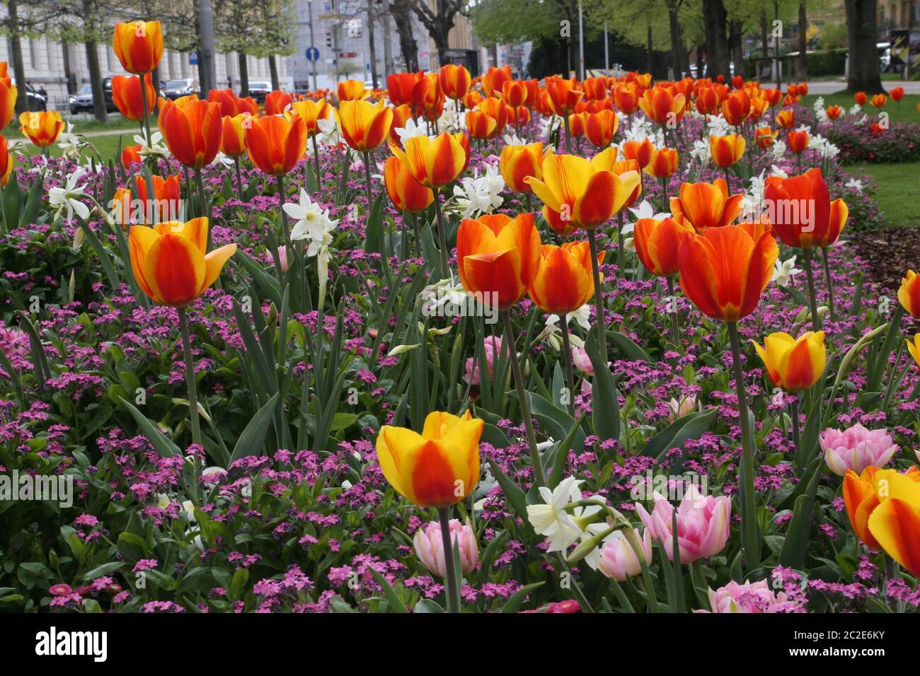France tulips spring flowers hi-res stock photography and images - Alamy