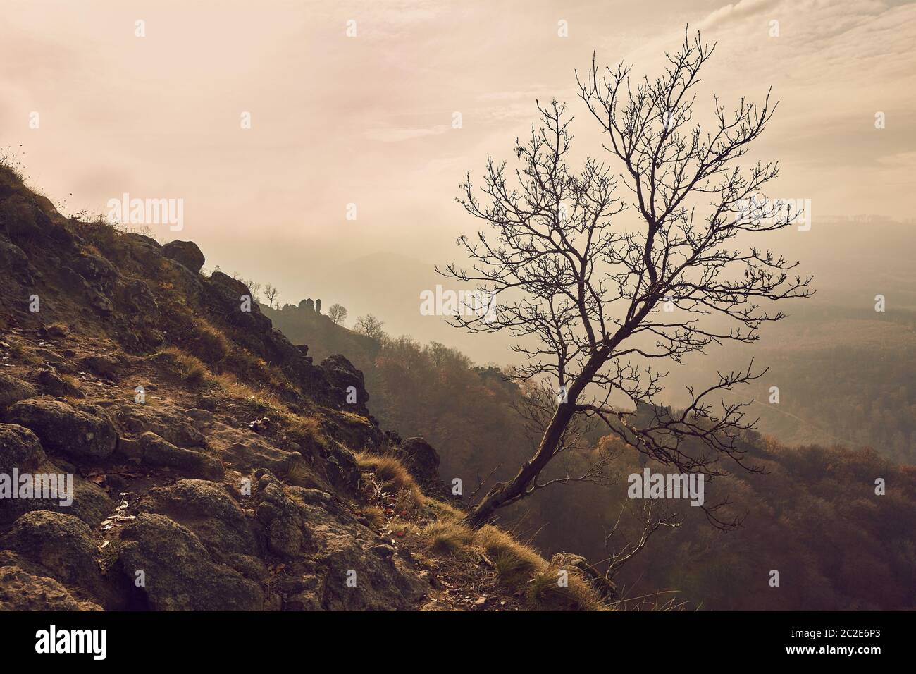 Autumn mountain scene with bare tree and dramatic sky over fall hilly ...