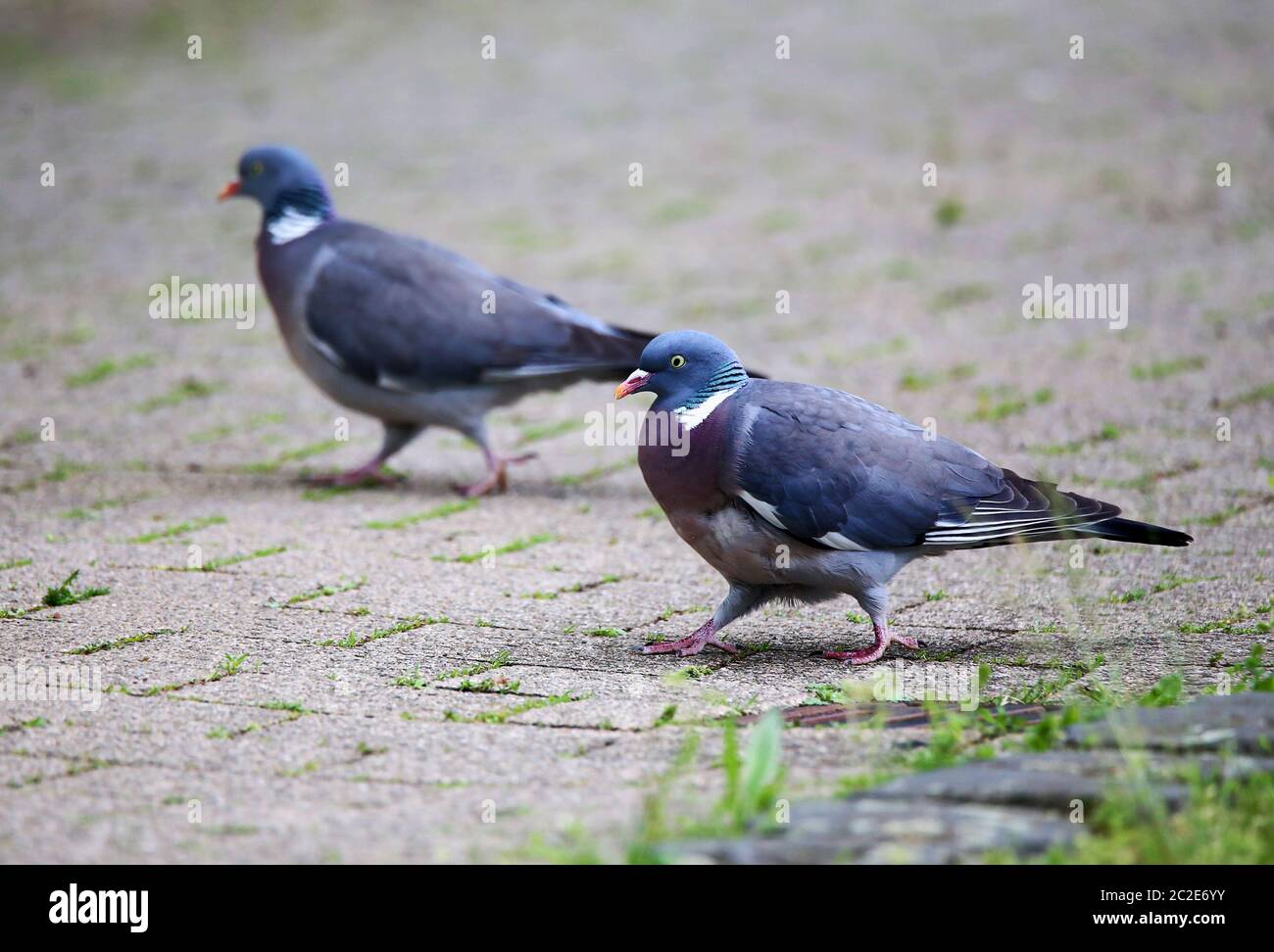 Ringed pigeon pair hi-res stock photography and images - Alamy