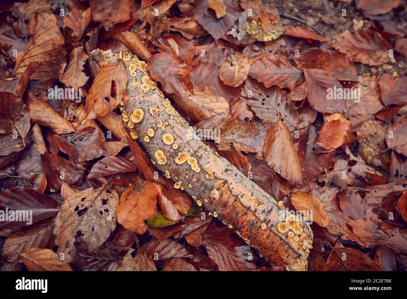 Fallen leaves and broken branch on the ground, fungi growing, autumn ...