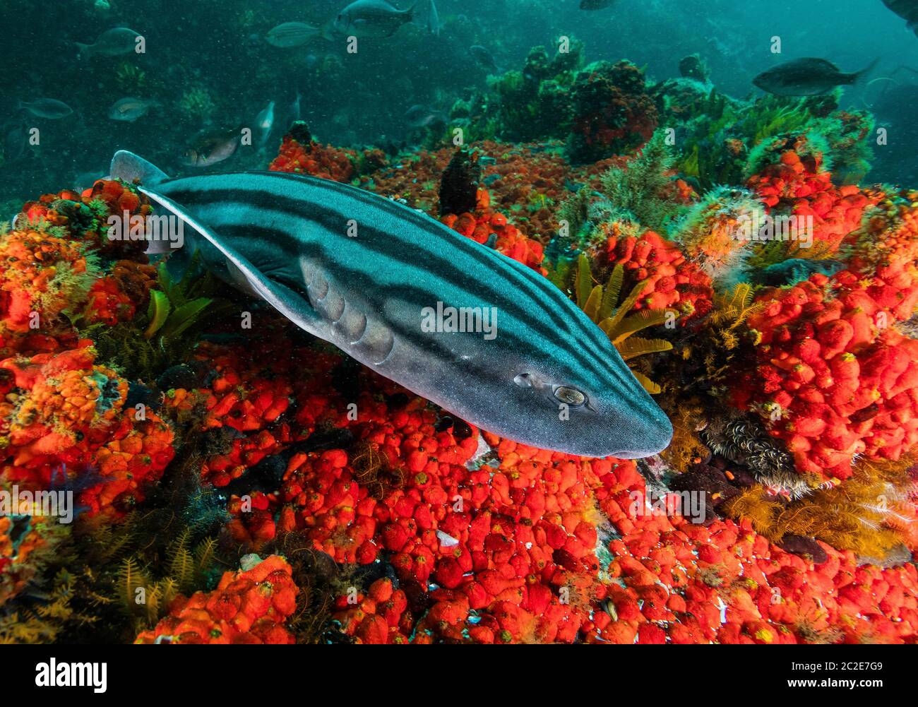 Striped shark hi-res stock photography and images - Alamy