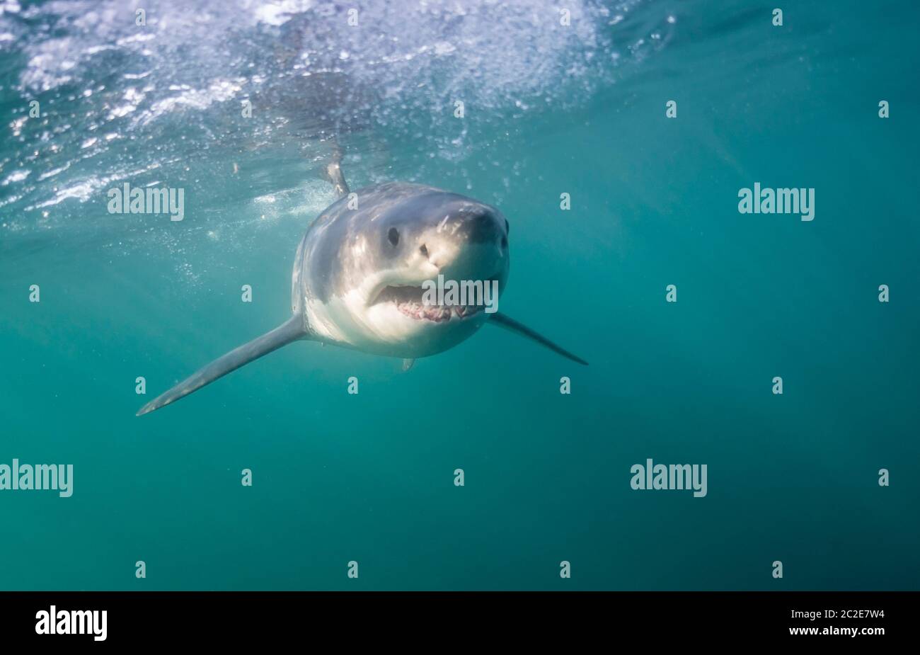 Close up shot shark in hi-res stock photography and images - Alamy