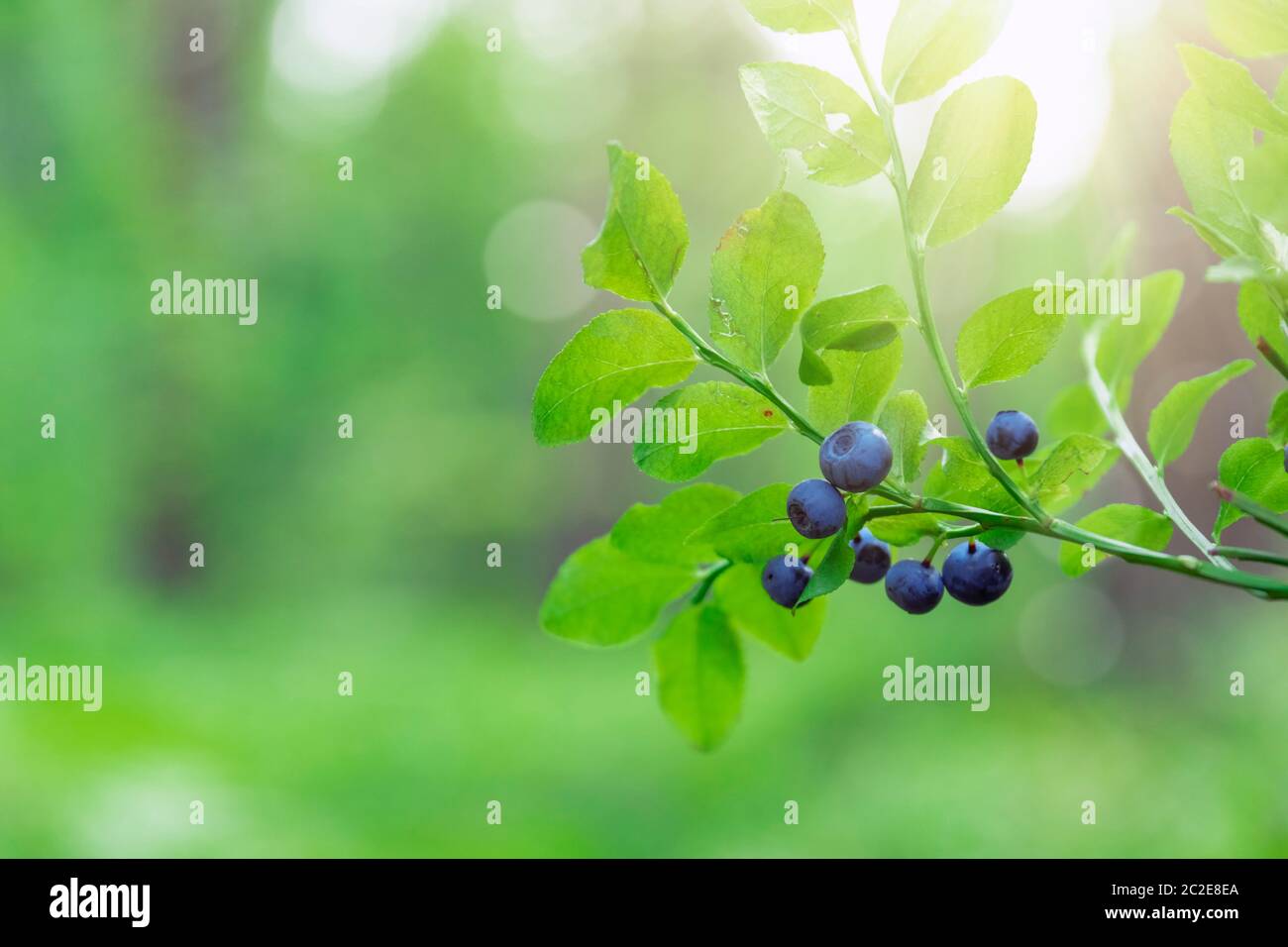 Shrubs with blueberry fruits in the forest Stock Photo - Alamy