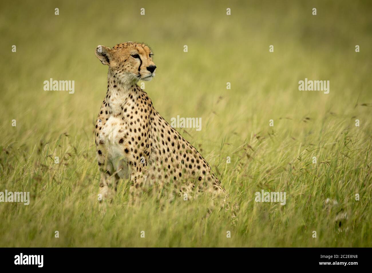 Cheetah sits in long grass turning head Stock Photo - Alamy