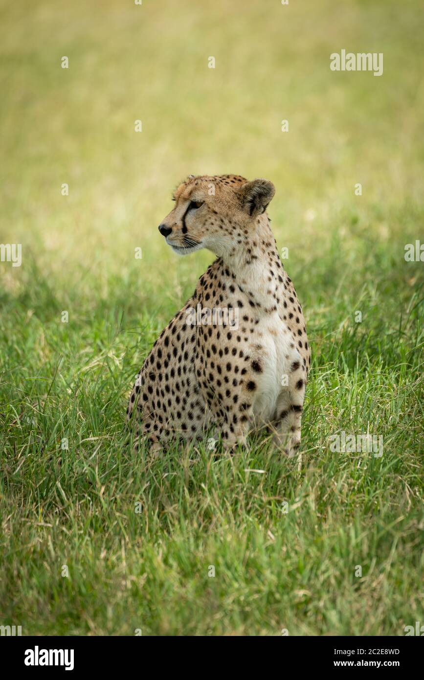 Cheetah sits in tall grass turning head Stock Photo - Alamy