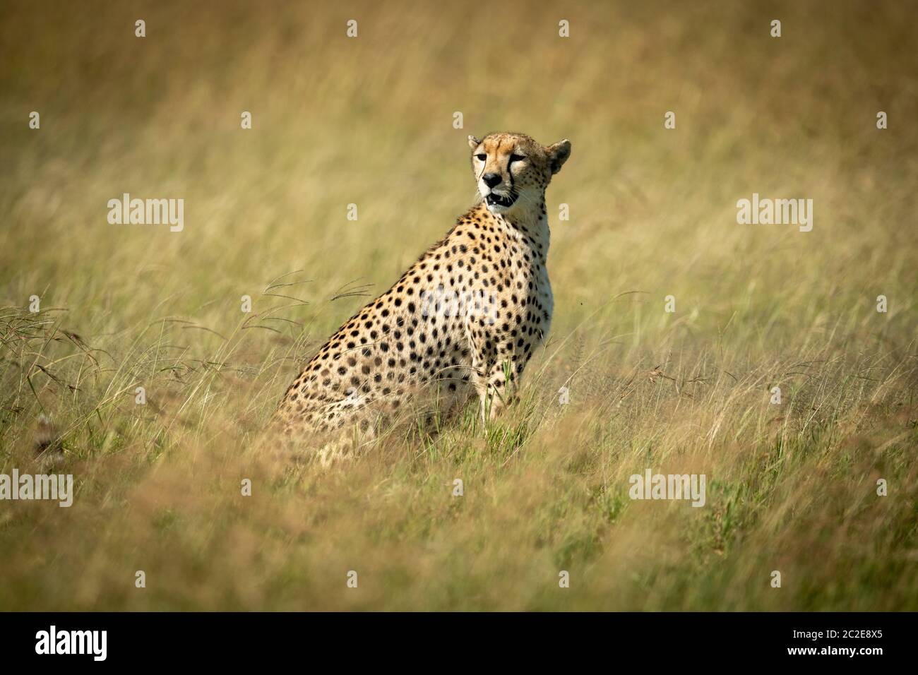 Cheetah sits looking round in tall grass Stock Photo - Alamy