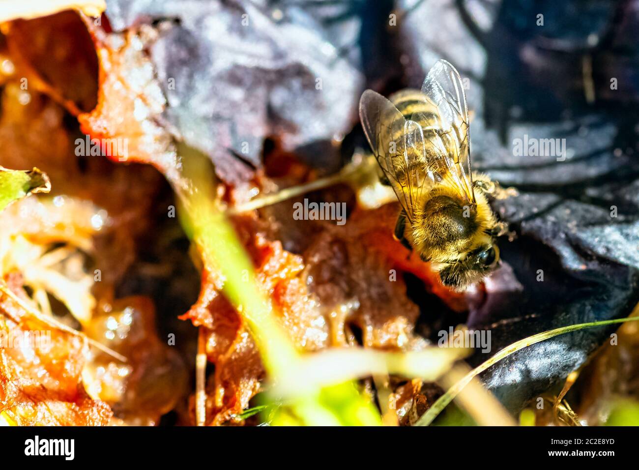 Polish fauna hi-res stock photography and images - Alamy