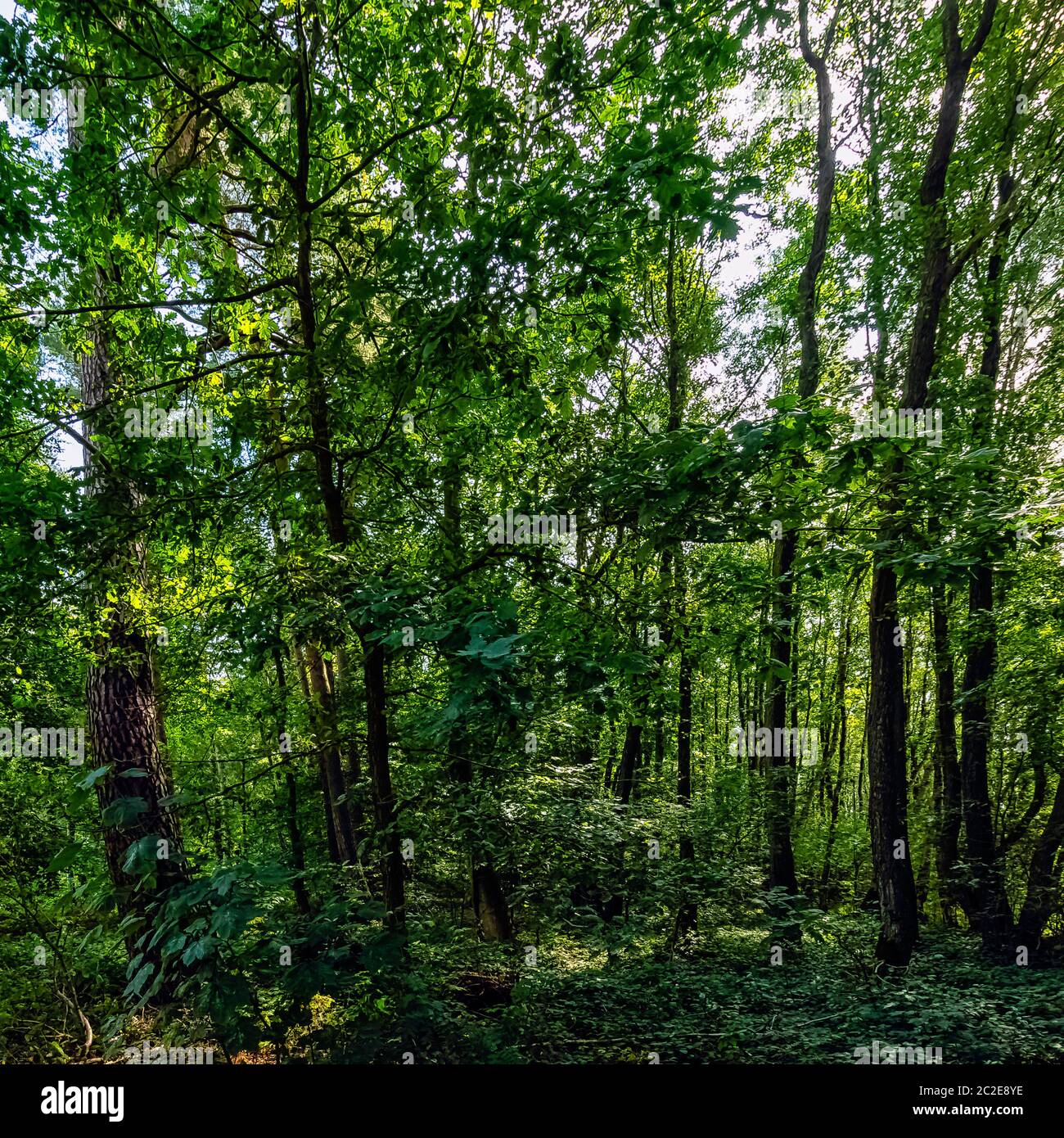 Polish wild forest - Slowinski National Park, Poland Stock Photo - Alamy
