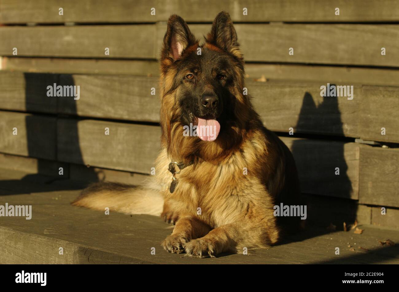 Shepherd in germany hi-res stock photography and images - Alamy