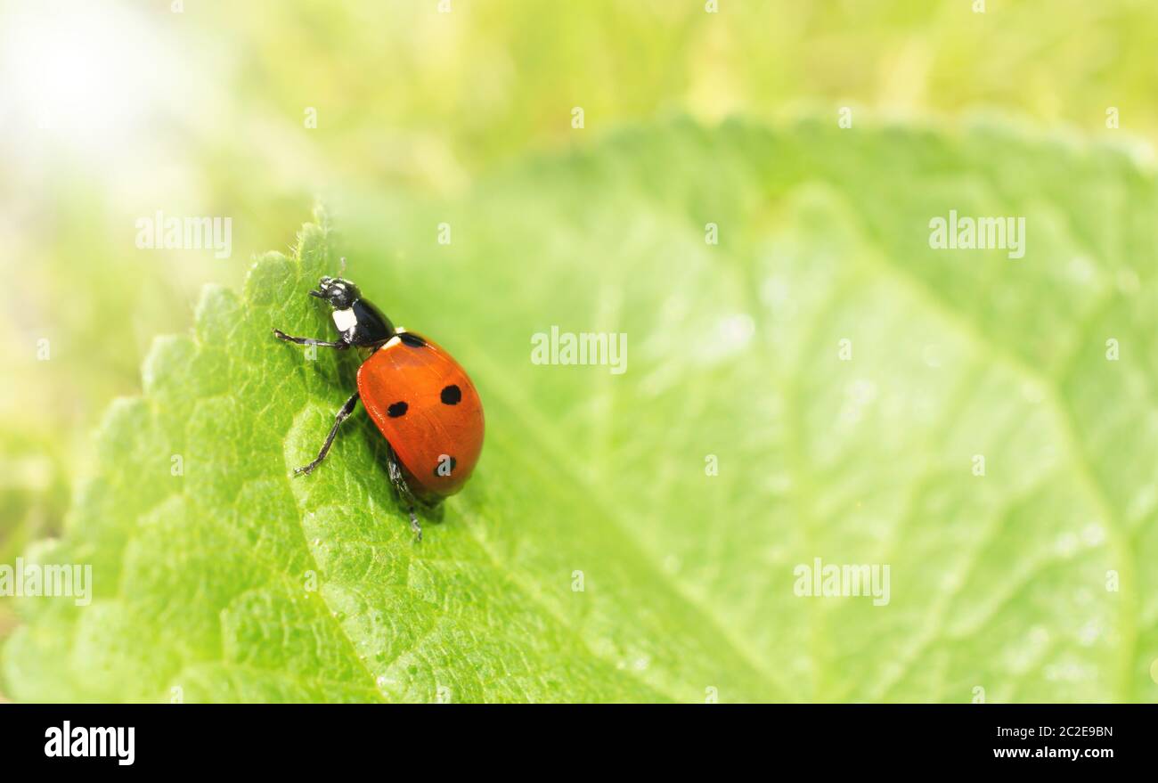 Macro of a ladybug on green leaf and rays of light Stock Photo - Alamy