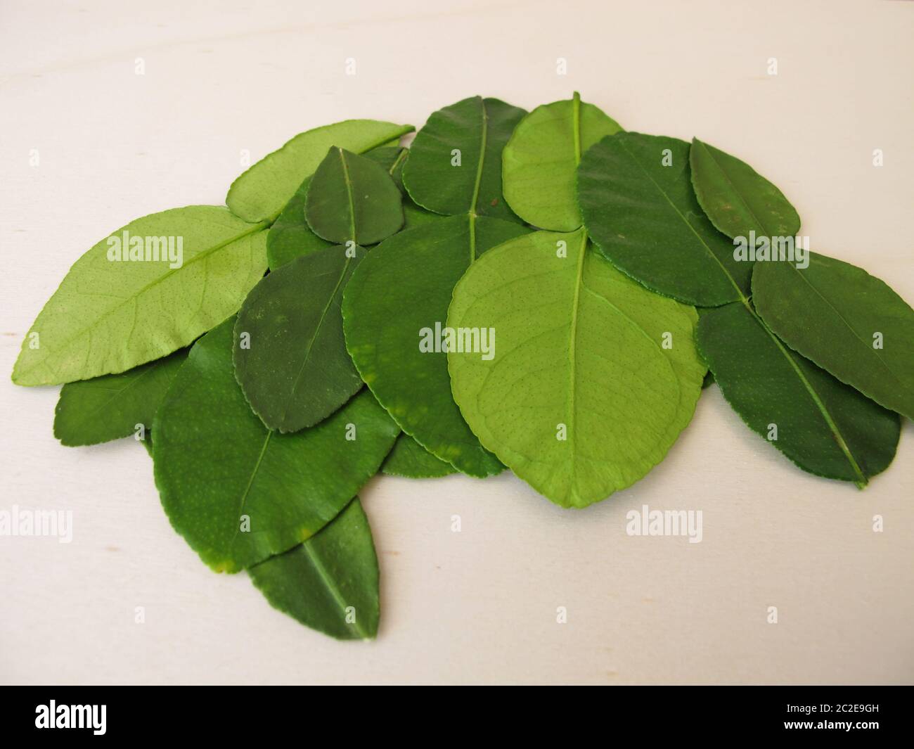 Lime leaves hi-res stock photography and images - Alamy