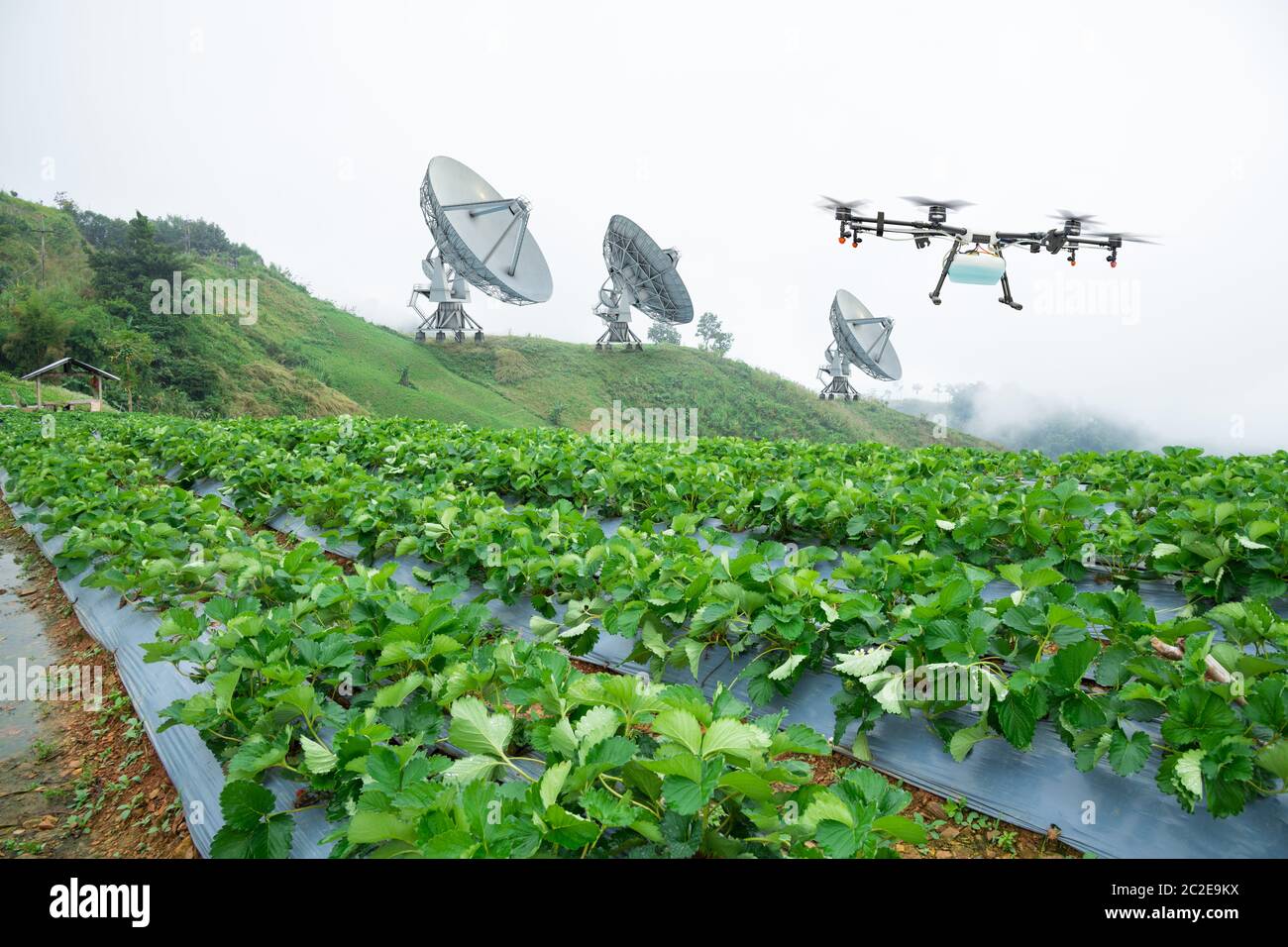 Satellite for agriculture with drone fly to spray fertilizer on the ...