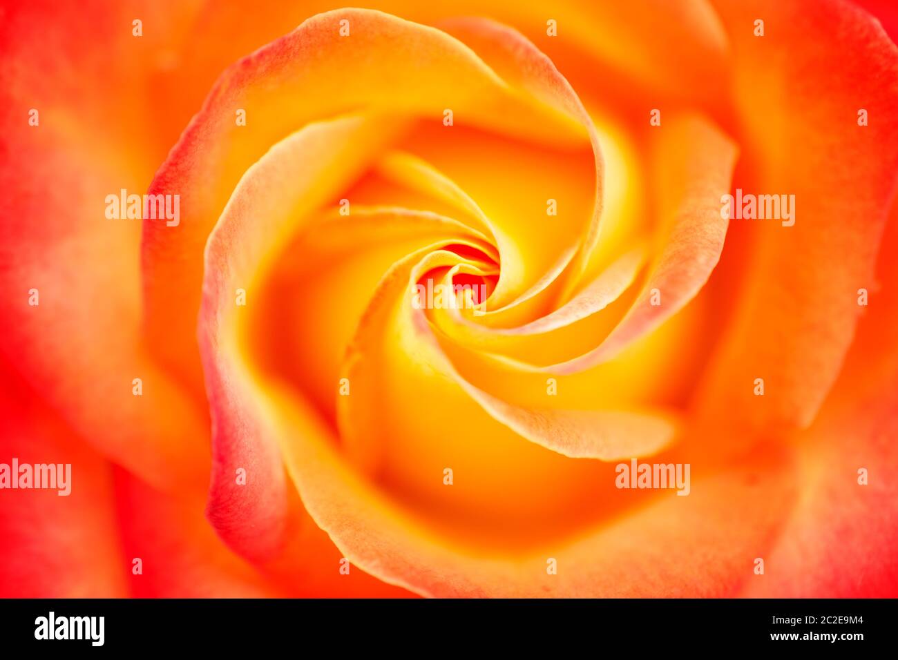 Yellow roses orange tips hi-res stock photography and images - Alamy