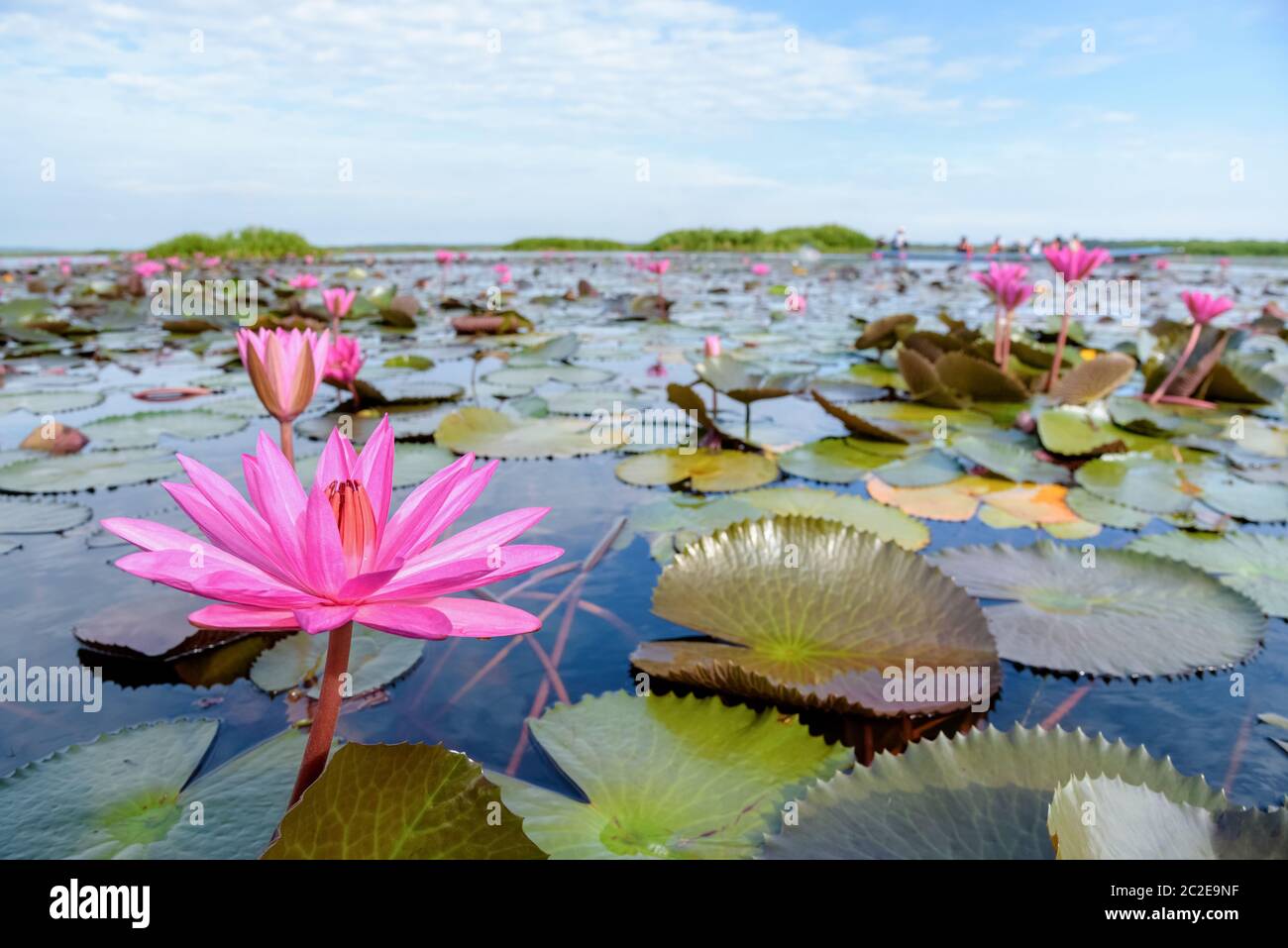 Lotus flowers in pond hi-res stock photography and images - Alamy