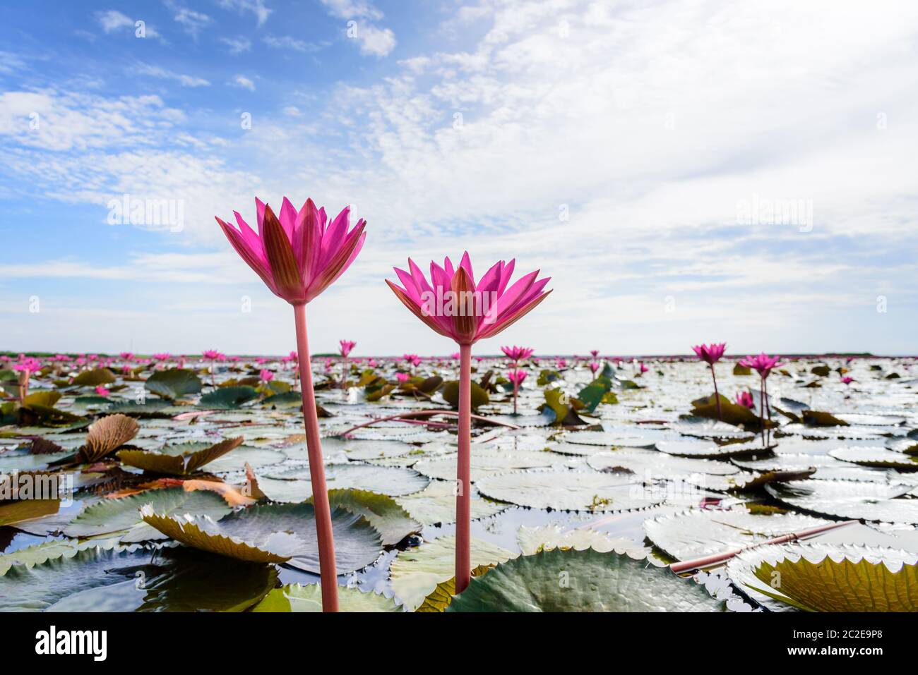 Two lotus flowers in water hi-res stock photography and images - Alamy