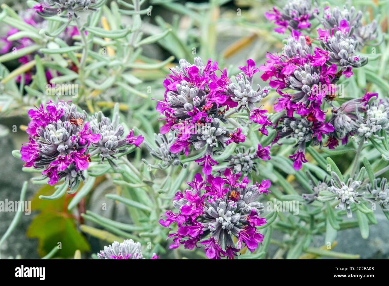 Fruity germander hi-res stock photography and images - Alamy