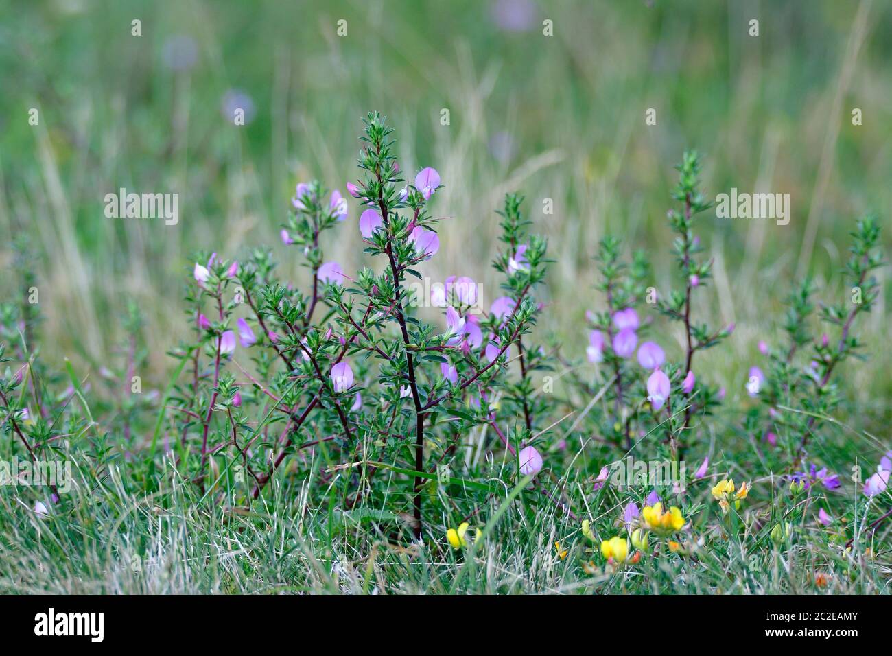 Ononis spinosa is commonly known as spiny restharrow Stock Photo - Alamy
