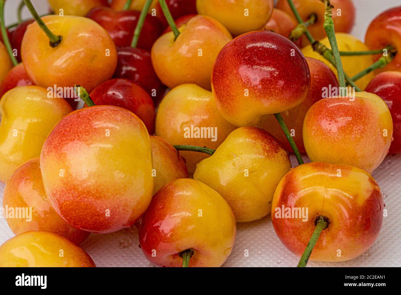 Cherry on a white background. Red and yellow berry closeup macro ...