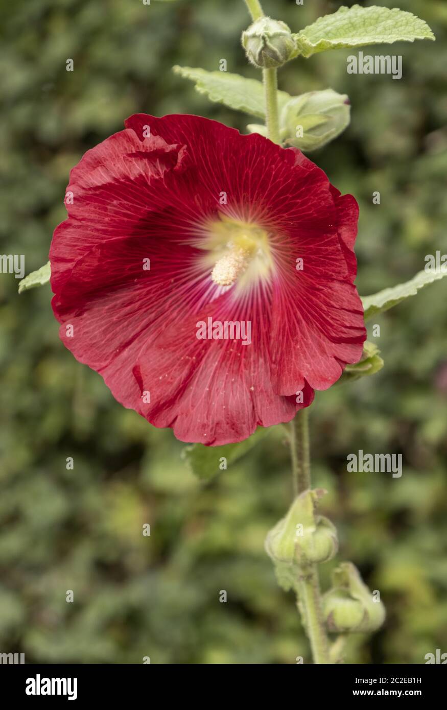 Common hollyhock (Alcea Stock Photo - Alamy