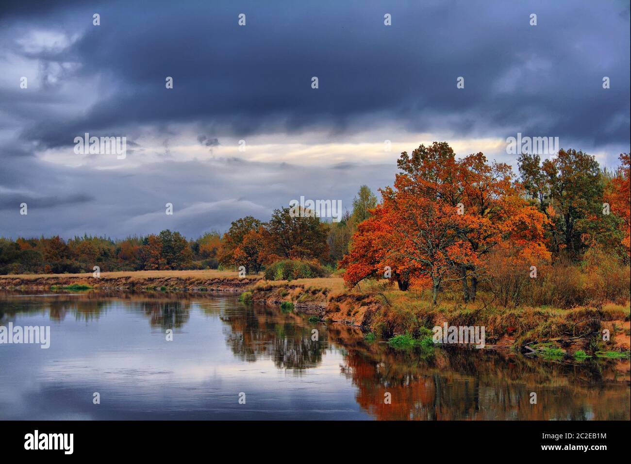 Rain and overcast sky over misty fall woodland. Orange autumn trees on ...