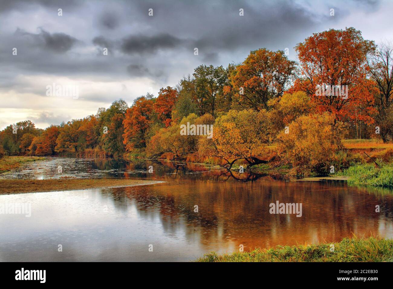 Rain and overcast sky over misty fall woodland. Orange autumn trees on ...