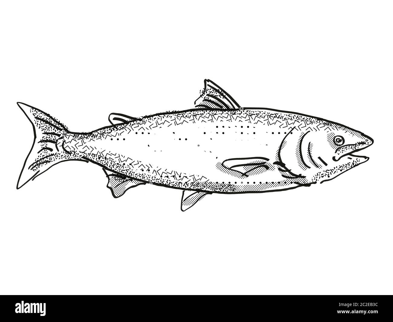 Retro cartoon style drawing of a king salmon , a native New Zealand ...