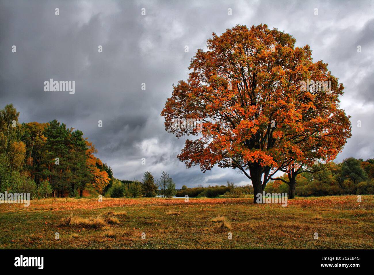 Rain and overcast sky over misty fall woodland. Orange autumn oaks on ...