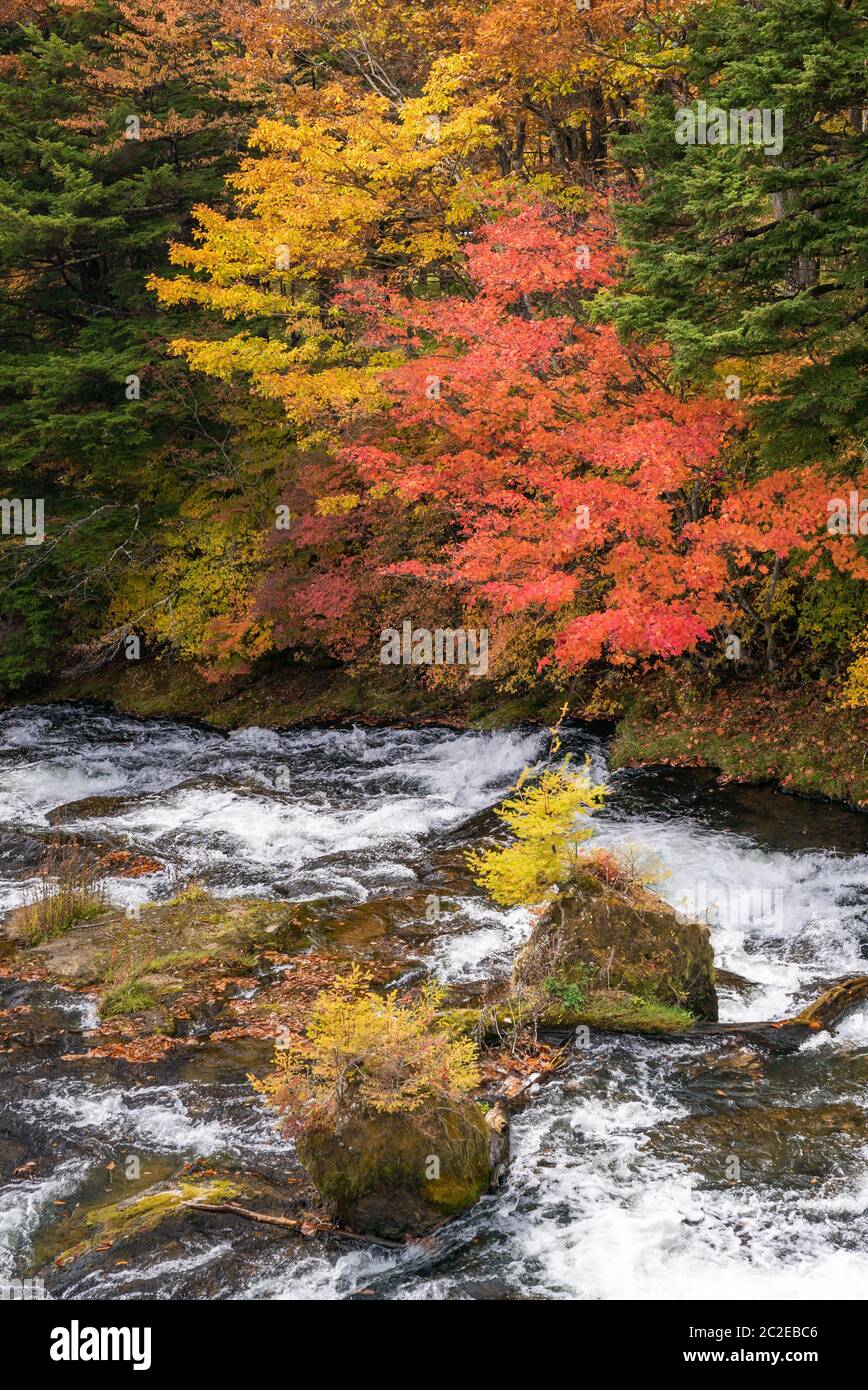 Autumn fall forest with stream water to Ryuzu Falls with lake Chezenji ...