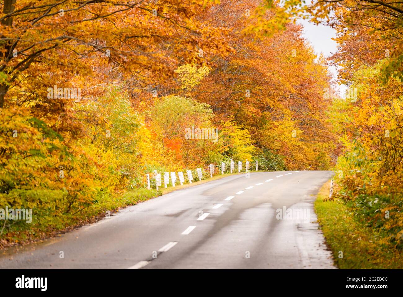 Rural Road through Autumn Fall woodland forest in Aomori Tohoku Japan ...