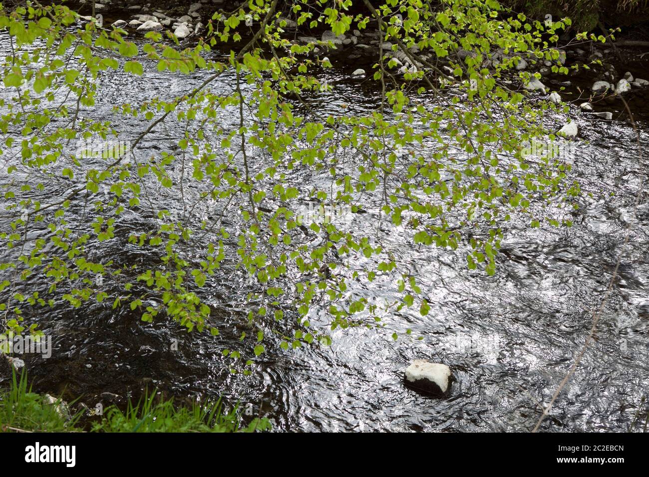 Trees with spring leaves hi-res stock photography and images - Alamy