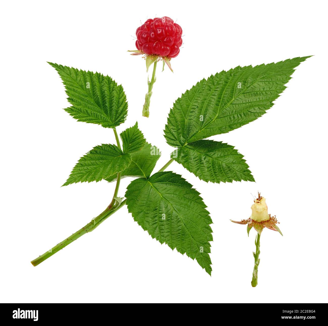 set of raspberry branches with green leaves, red ripe berry and a stub ...