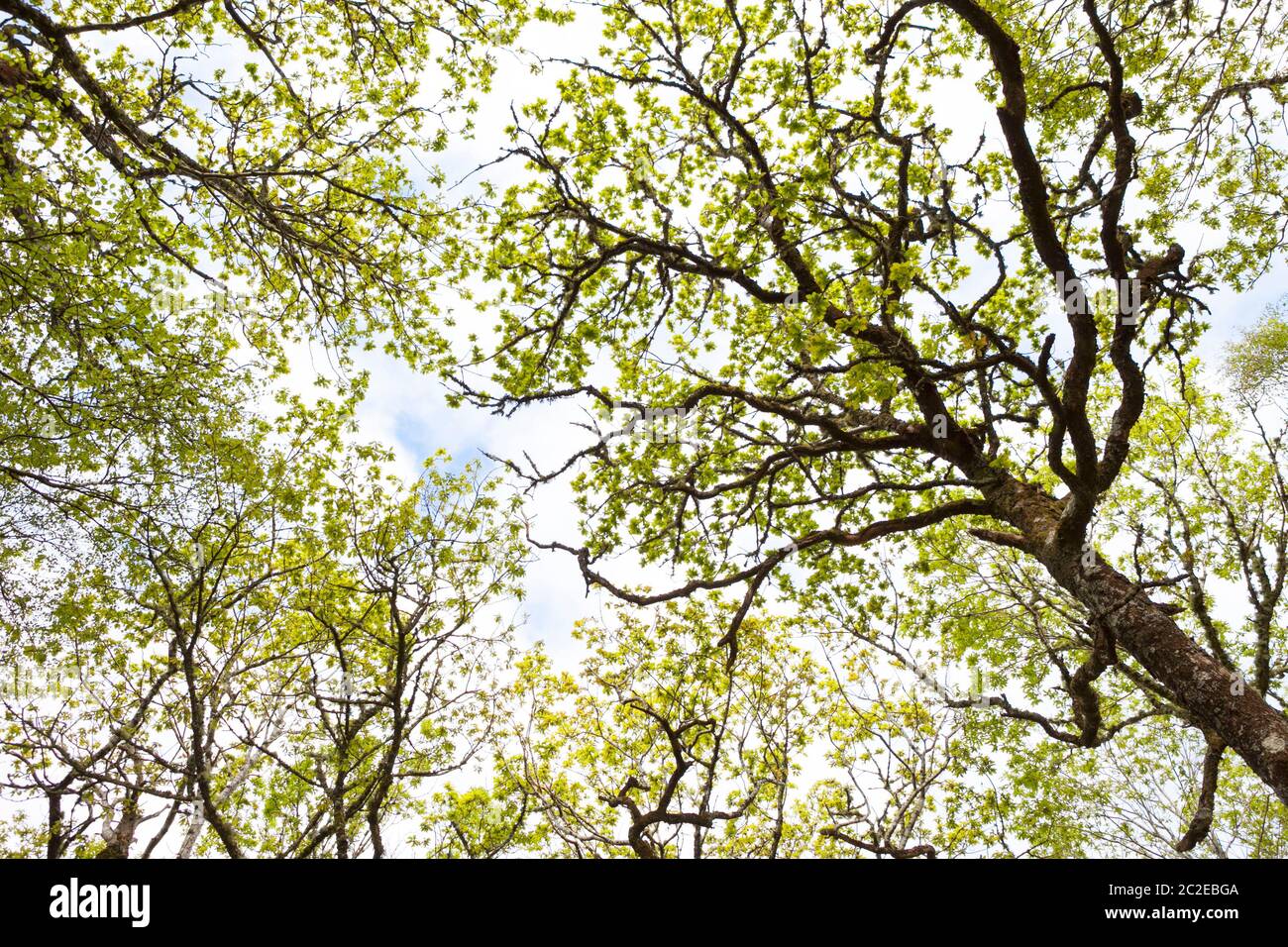 Trees looking up leaves hi-res stock photography and images - Alamy