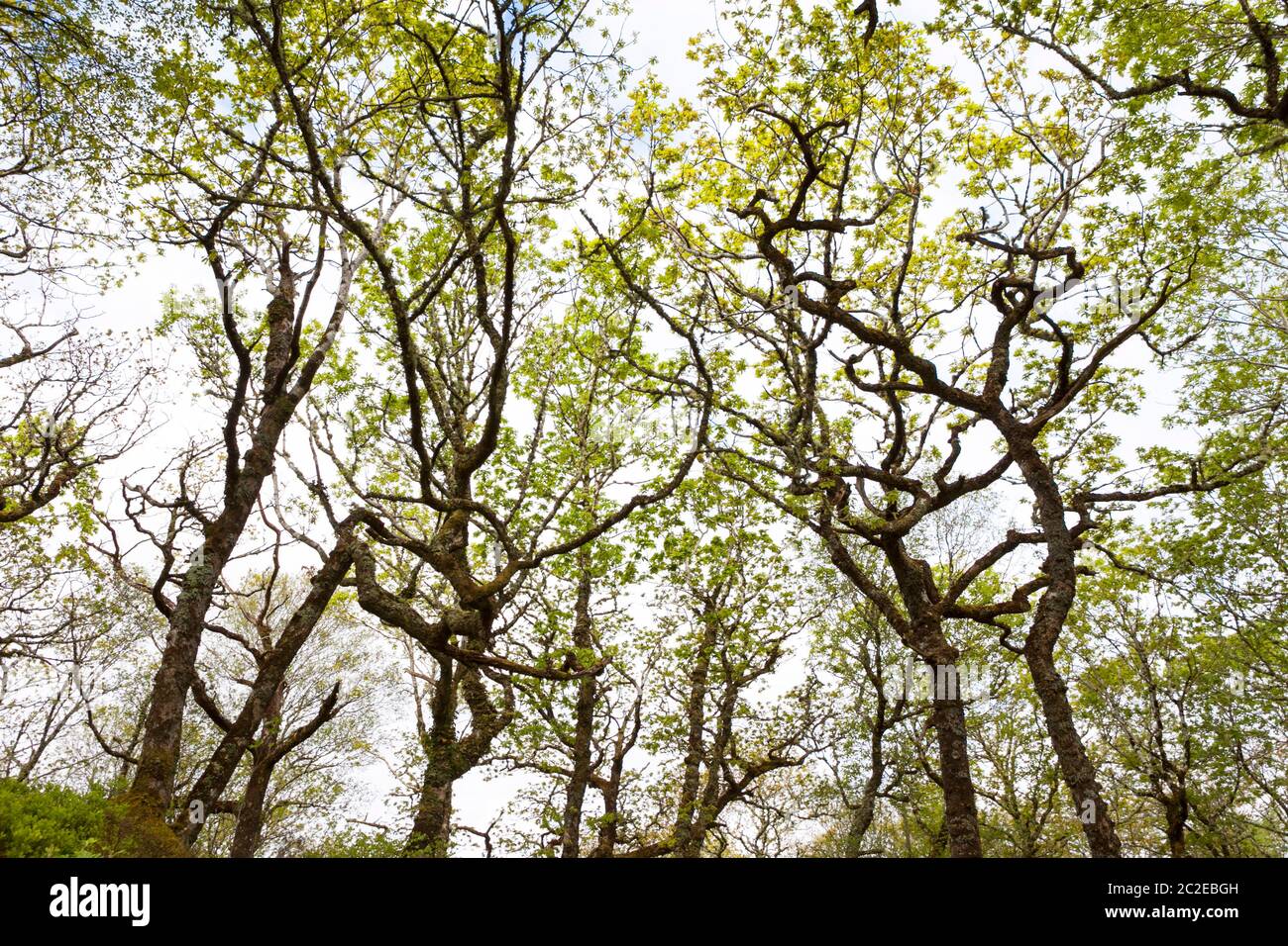 Trees looking up leaves hi-res stock photography and images - Alamy