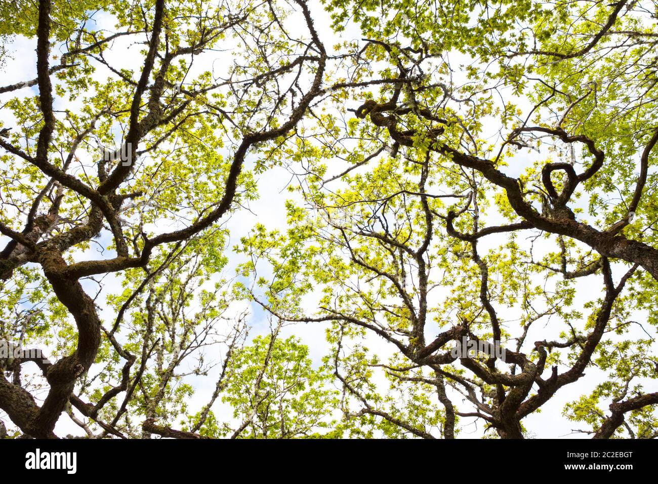 Spring leaves on trees looking up to the sky with interesting shapes ...
