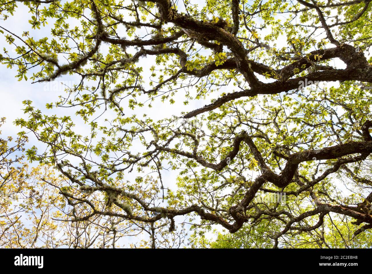Trees looking up leaves hi-res stock photography and images - Alamy