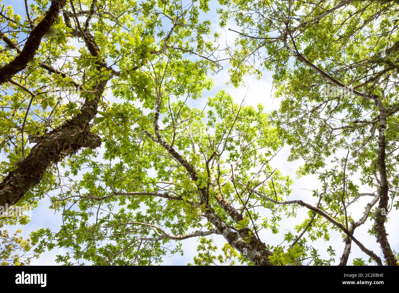 Old trees with new leaves hi-res stock photography and images - Alamy