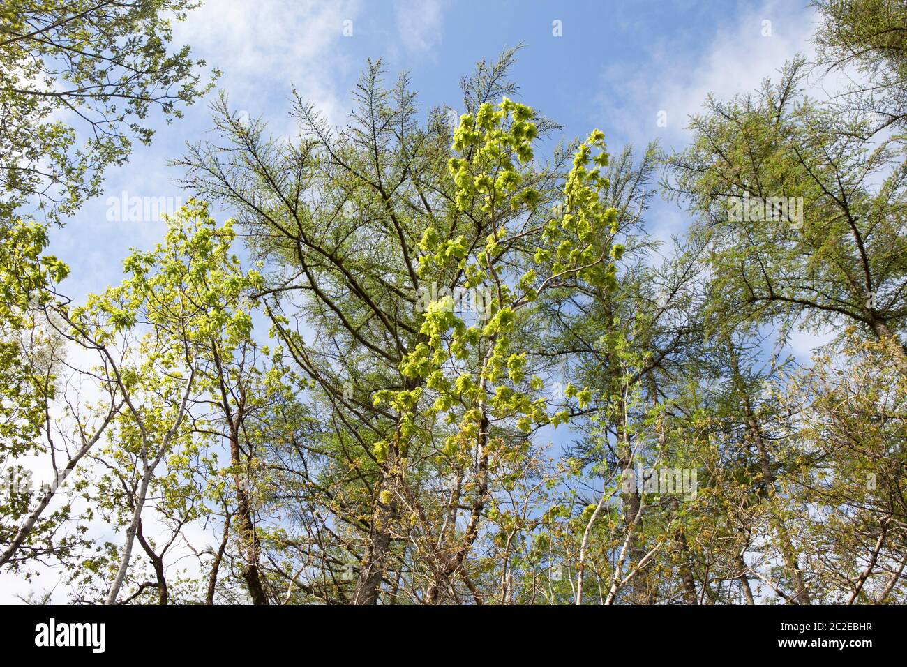 Trees looking up leaves hi-res stock photography and images - Alamy