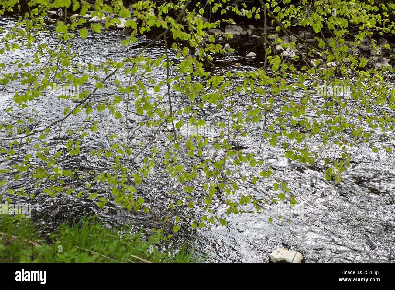 New leaves on spring trees hi-res stock photography and images - Alamy