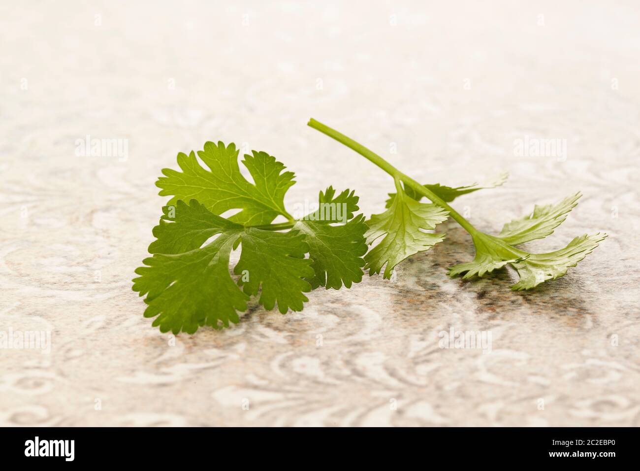 Fresh cilantro herb coriander leaf on the table. Culinary gastronomy ...