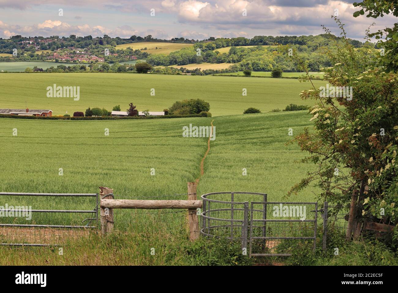 An English Rural Landscape with track through a field iof Oats in the ...