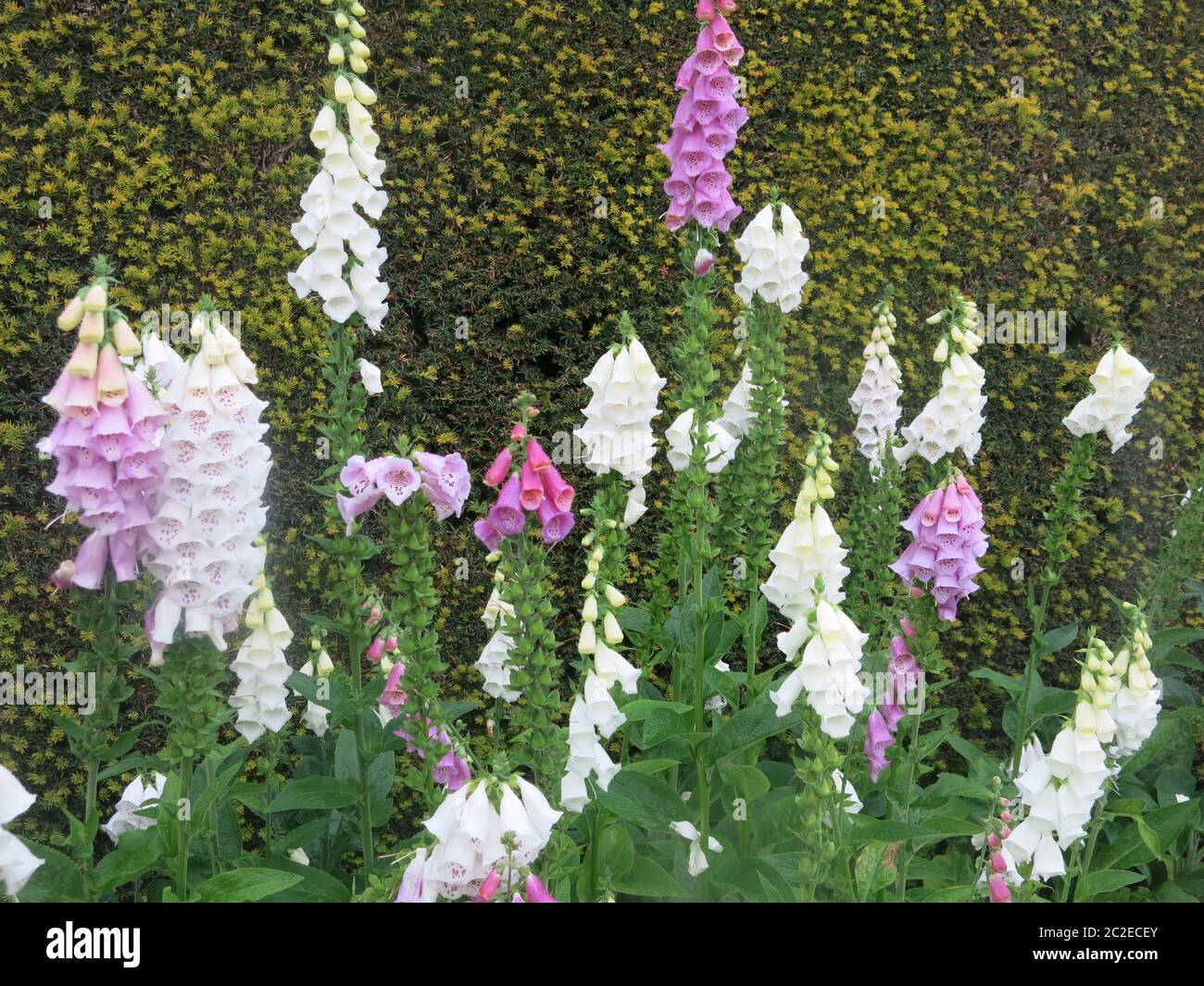 White foxgloves border hi-res stock photography and images - Alamy