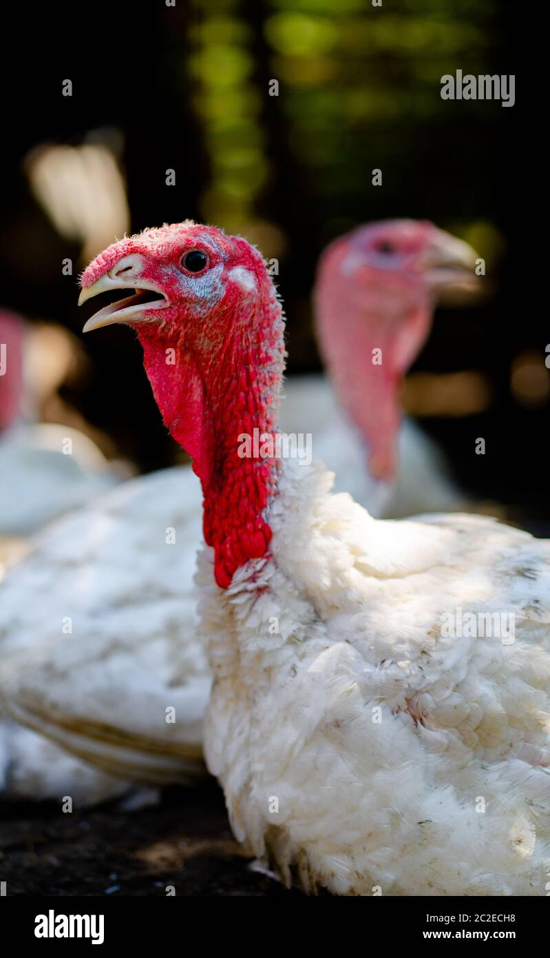 Breeding turkeys on a farm. White turkey portrait walking in paddock ...